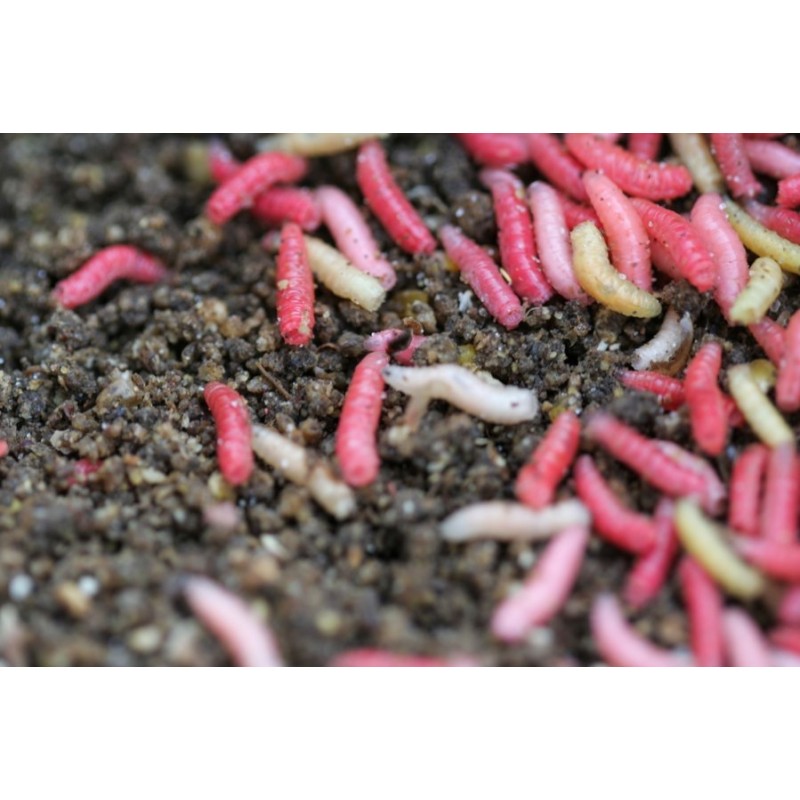 Spalvota musės lerva